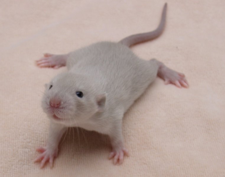 O potkanech obecně :: Chovatelská stanice Od Koblížka